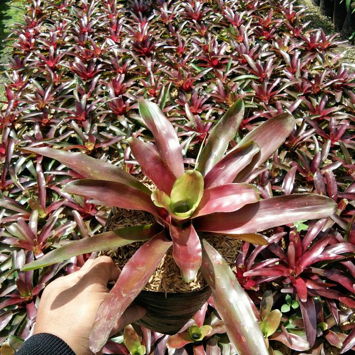 Jual STEK BROMELIA MERAH BESAR DAN PINK HIJAU - Kab. Bandung Barat ...