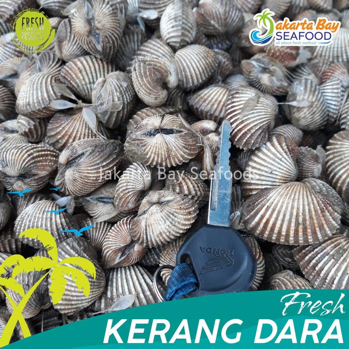 Jual PROMO Kerang Dara 1 Kg/Seafood/Kerang Dara Segar/Kerang Dara Hidup ...