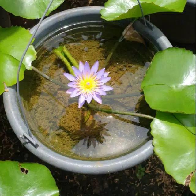 Jual Tanaman hias air teratai mini bunga biru sudah dewasa/ sudah besar ...