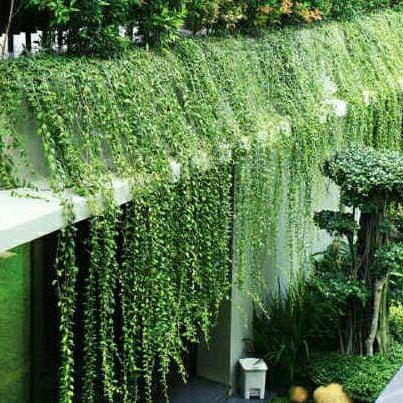 Jual Tanaman Hias Li Kuan Yu - Liquanyu - Li Kuan Yew - Kota Depok ...