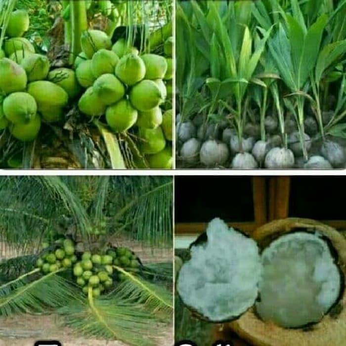 Bibit Kelapa Kopyor