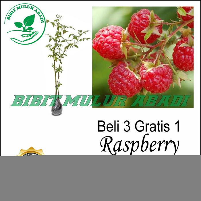 Jual Bibit Tanaman Raspberry - Pohon Buah Raspberry - Buah Arbei - Kota ...