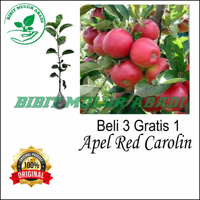Jual tanaman bibit buah apel red caroline(bonus tanaman anggur) - Kota ...