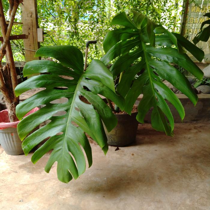 Jual Tanaman Monstera / Pohon monstera giant / Monstera - Kab. Bogor ...