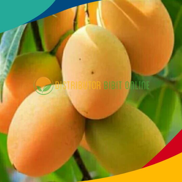 Jual Bibit Tanaman Mangga Madu Anggur - Kab. Kediri - Distributor Bibit ...