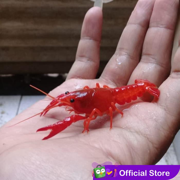 Jual Lobster Merah / Orange Hias Air Tawar Aquascape - Kota Tangerang ...
