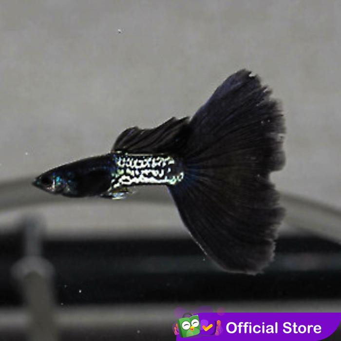 Jual Guppy Metal Snake Skin Black Tail ( MSSBT ) / Ikan Hias Air Tawar - Betina Indukkan - Kota ...