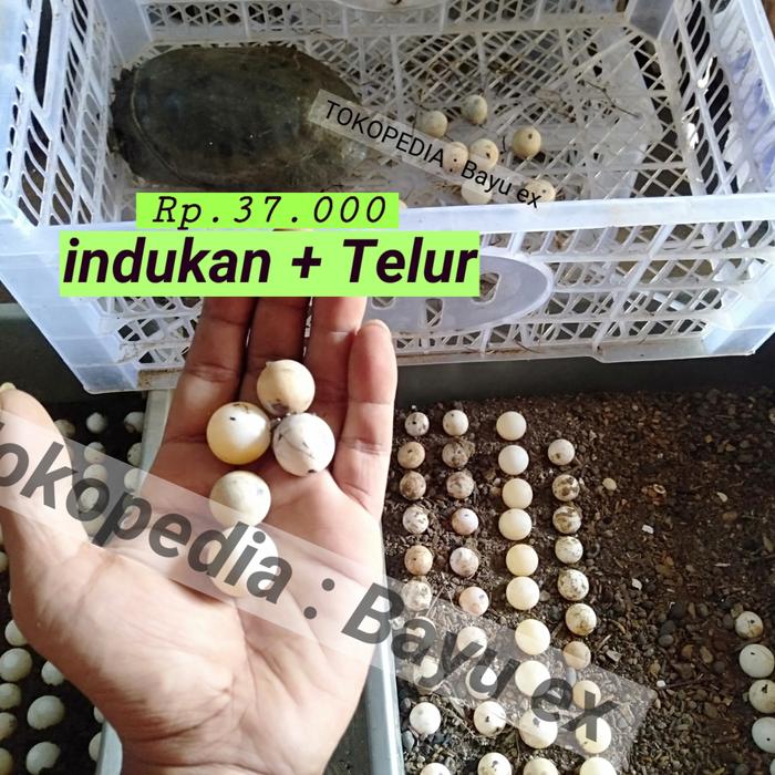 Promo Telur kura bulus labi GRATIS indukan - Kab. Cilacap - Bayu ex ...