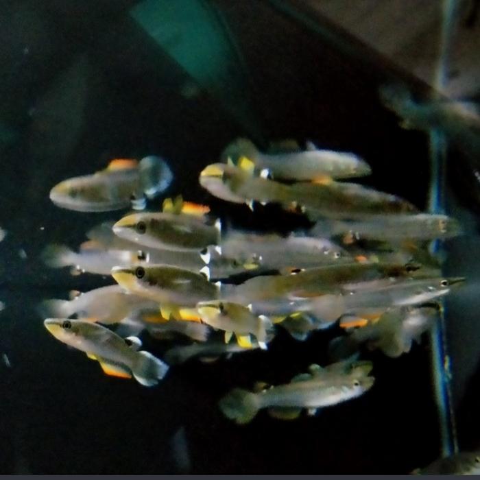 Jual HIASAN AQUARIUM IKAN KEPALA TIMAH AQUASCAPE GOODMARKING - Jakarta ...