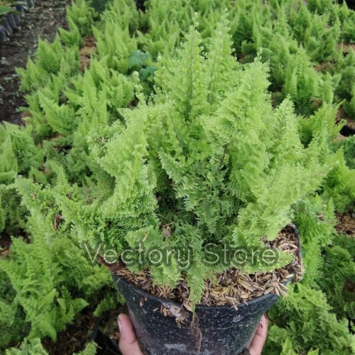 Jual Pohon Pakis Embun Salju Tanaman Hias Gantung Indoor Rimbun ...