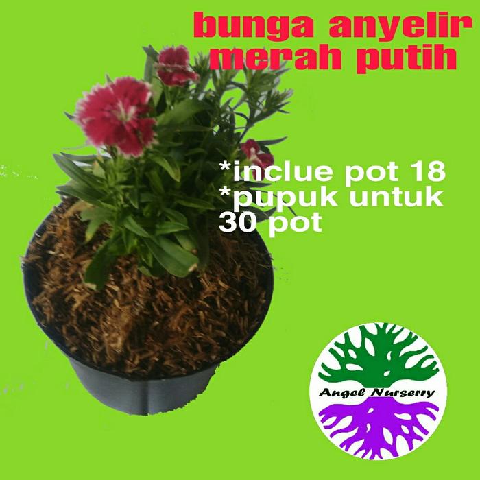 Jual Pohon Bunga Anyelir merah- putih - Kota Bogor - angel nurserry ...