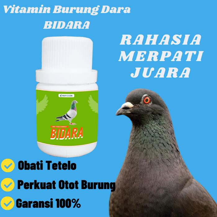 Burung Merpati Balap