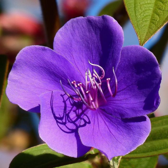 Tibouchina Princess Flower | Best Flower Site