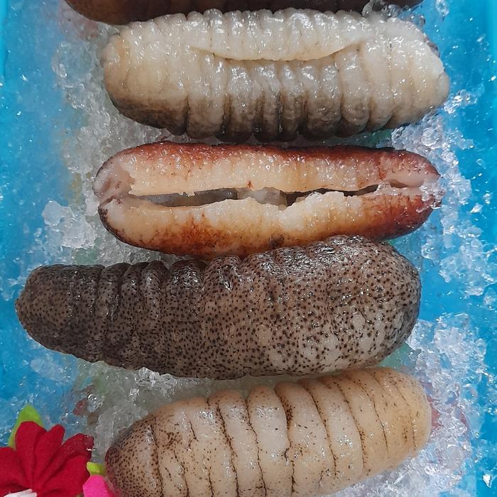 Jual TERIPANG LAUT / SEA CUCUMBER /HAISOM BASAH SIAP MASAK - Kota ...