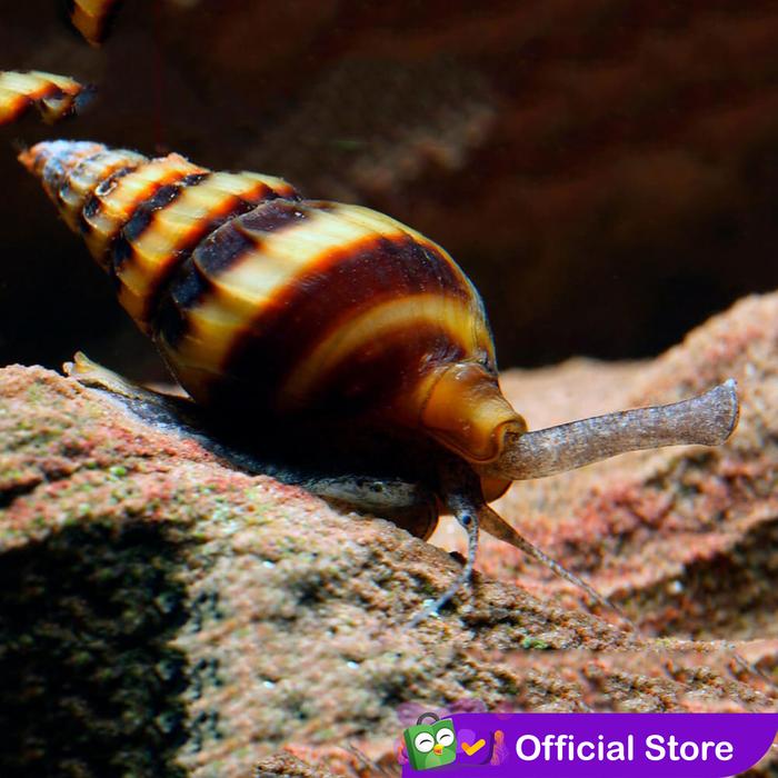 Jual Keong Assassin Snail Pembasmi Keong Hama Aquascape - Kota ...