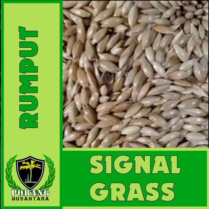 Jual Benih biji rumput signal grass - Kab. Blitar - PORANG NUSANTARA ...