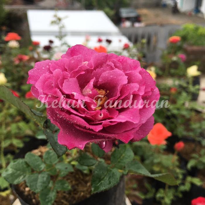 Jual Bunga Mawar Hidup bisa pilih warna / Tanaman hias bunga mawar asli ...