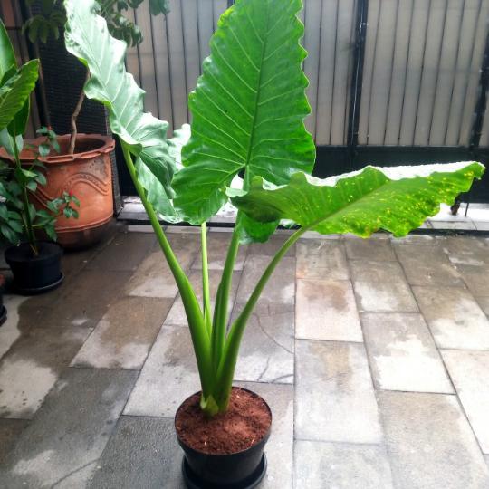 Jual pohon daun sente hijau besar 1 meter - Kota Depok - Arsya_store18 ...