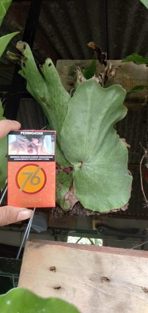 Jual platycerium wandae papua simbar wandae papua - Kab. Magelang ...