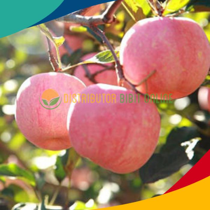 Jual Bibit apel fuji murah - Kab. Kediri - Distributor Bibit Online ...