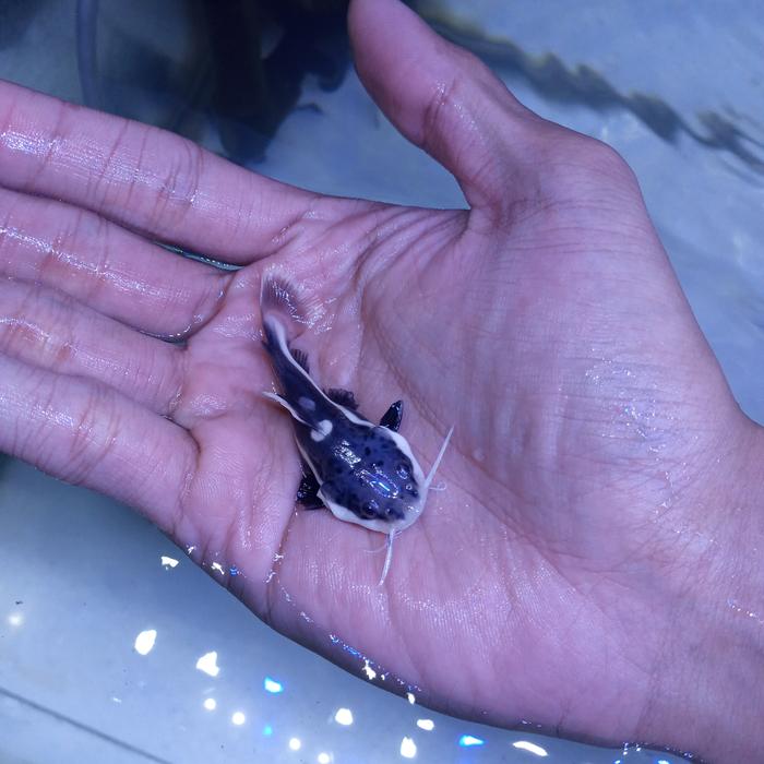 Red Tail Catfish Baby