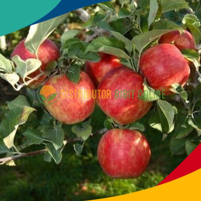 Jual Bibit Tanaman Buah Apel Anna - Kab. Kediri - Distributor Bibit ...
