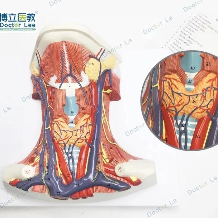 Jual Manekin Alat Peraga Model Anatomi Leher Neurologi - Kota Depok ...