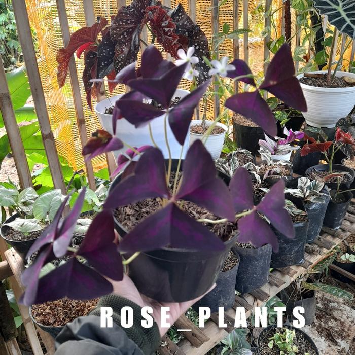 Jual Tanaman hias bunga oxalis/oxaalis triagularis/bunga kupu² - Kota ...