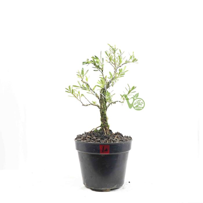 Jual bonsai buxus - Kota Batu - ARTHA BONSAI VIO | Tokopedia