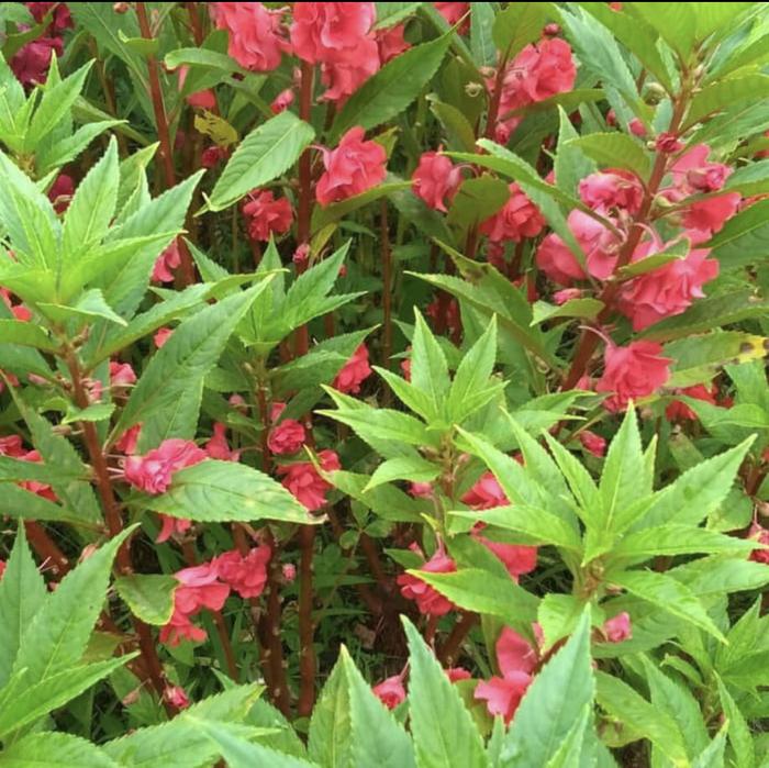 Jual Tanaman hias bunga pacar air // sudah berbunga - Jakarta Barat ...