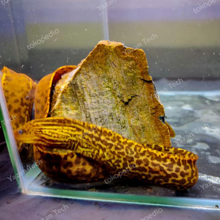 Jual Tiger Eel Moray Belut Fresh Water (Full Air Tawar 100%) - Kota ...