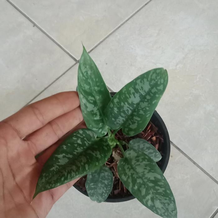 Jual tanaman hias homalomena army/homalomena army pembersih udara - Kab ...