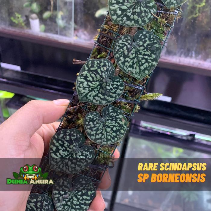 Jual Tanaman Vivarium Scindapsus pictus sp yellow spot - Borneo - Putih ...