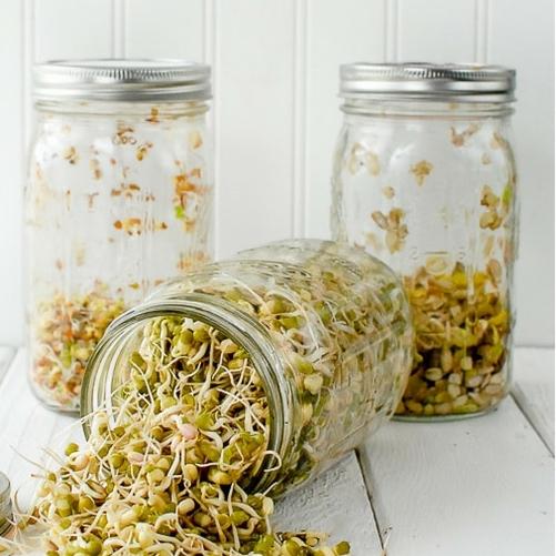 Jual Ball Mason Jar - Sprouting Lid / Strainer Wide Mouth - Tutup ...