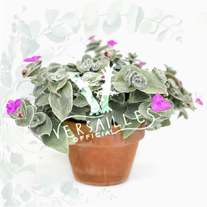 Jual Tanaman Hias Bunga Beryl White Spider Furry Plant Plants Premium ...