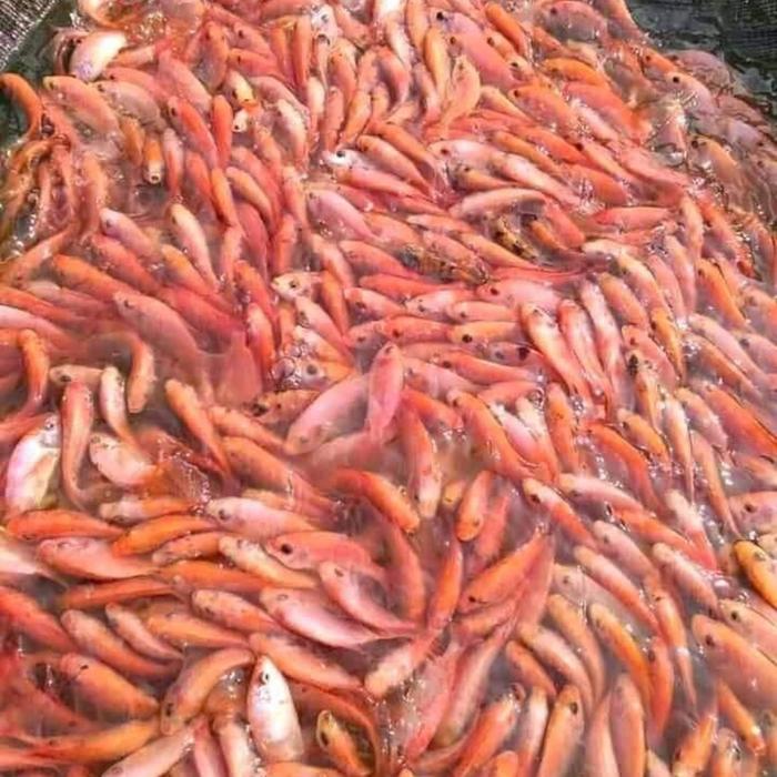 Bibit Ikan Nila Merah