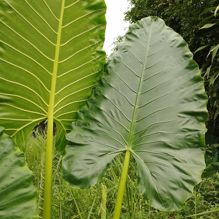 Jual daun sente/daun kajer kajer tanaman hias - Kab. Bogor - JR Flora ...