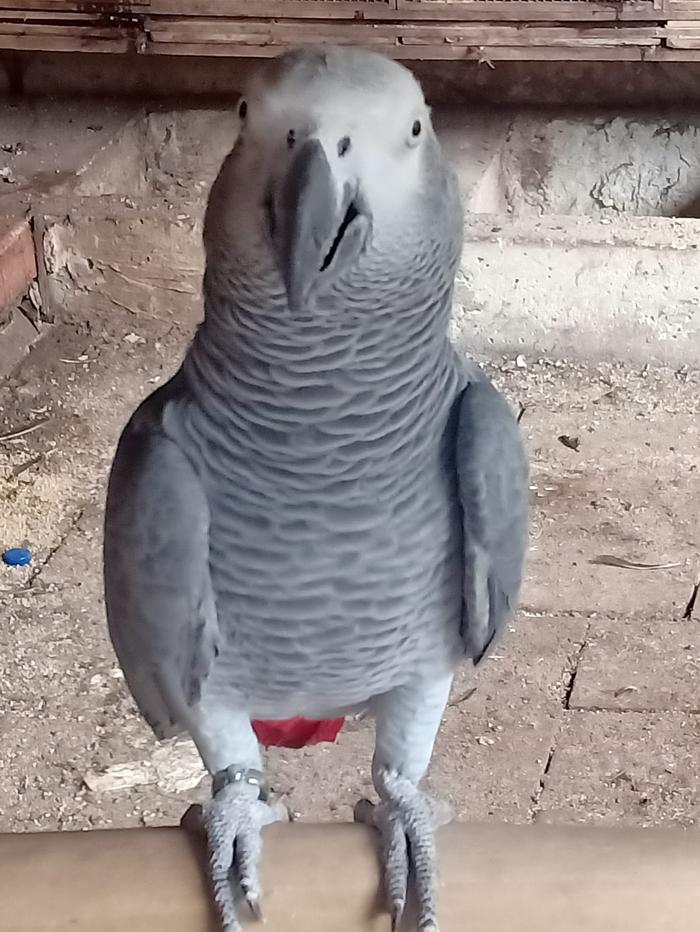 Jual Burung African Grey Afgrey Parrot Dewasa Semi Jinak - Jakarta ...