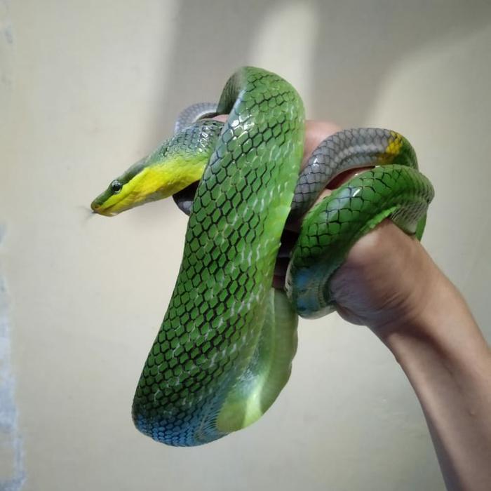 Jual ular gonyosoma oxycephalum hijau - Kota Depok - mofapets | Tokopedia
