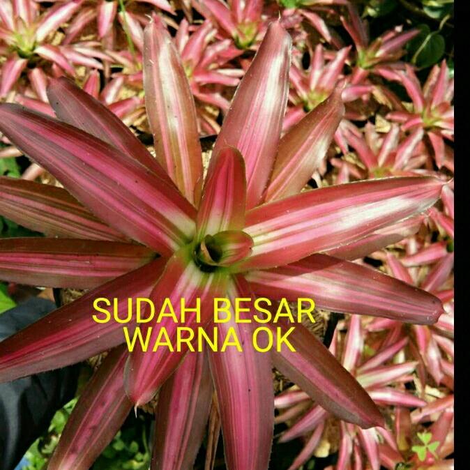 Jual BROMELIA NEOREGELIA TRICOLOR TRICOLOUR TRI COLOR BIG BESAR - Kab ...