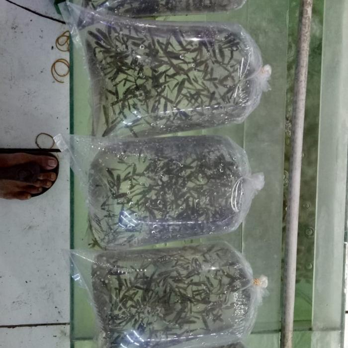 Jual impun / cere / pakan ikan predator - Kota Bandung - ISTANA ...