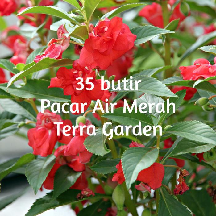 Jual Benih/Biji Bunga Pacar Air Merah Impatiens balsamina - Jakarta ...