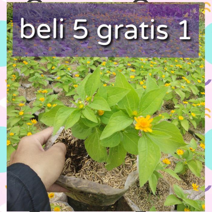 Jual tanaman bunga matahari mini kolget - Kab. Bandung Barat ...