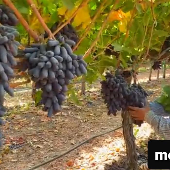 Jual bibit anggur import moondrop_tanaman pohon anggur jari grafting ...