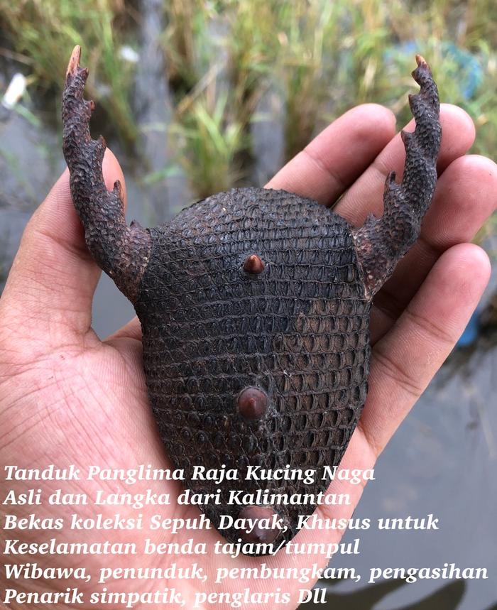 Jual Tanduek Raja Kucing Naga Langka dan Asli dari Kalimantan XLI - Kab. Banjar - Pusaka Bahari ...
