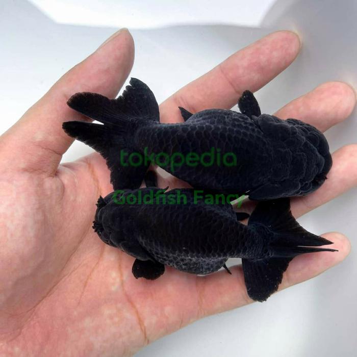Jual Ikan Mas Koki Rancu Black Kelas Fancy Uk 10cm Mix Saki Hikari ...