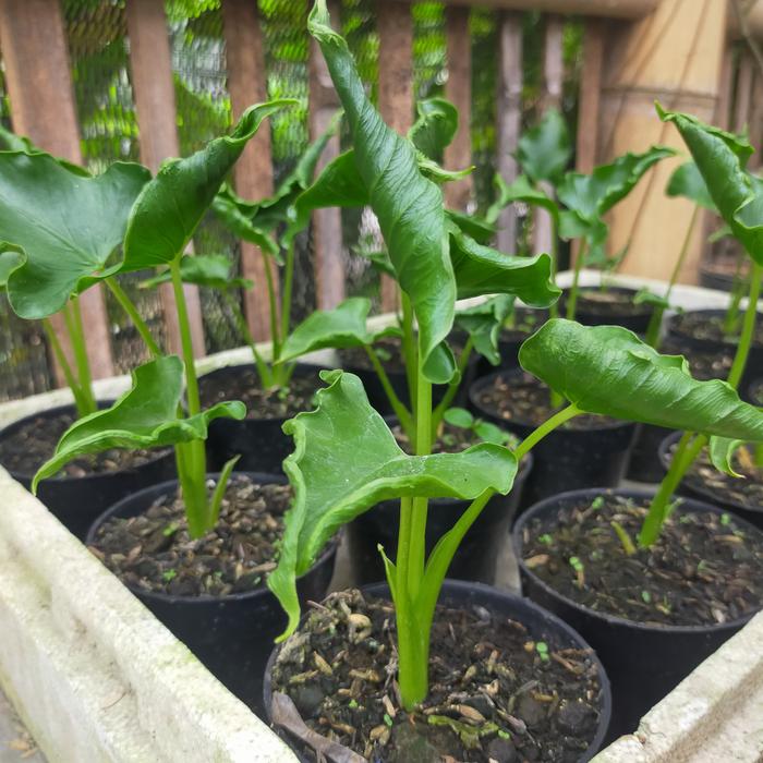 Jual alocasia triangularis tanaman/tanaman hias alocasia triangulais ...