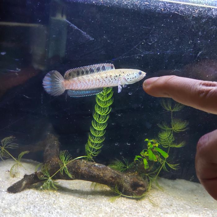 Jual channa orna yellow lips - Kota Tangerang - Bors Snakehead | Tokopedia