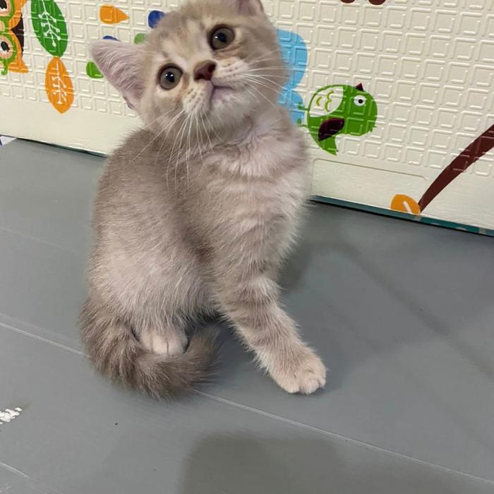 Jual kitten British shorthair golden tabby - Jakarta Barat - KRANEKO ...