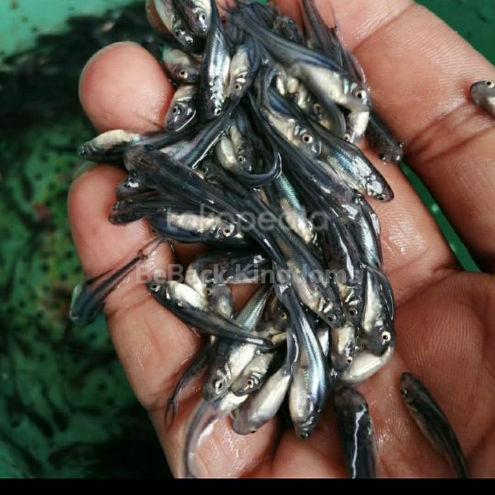 Jual Bibit Ikan Patin Hitam ukuran 1 inchi - Kab. Bekasi - Beback ...